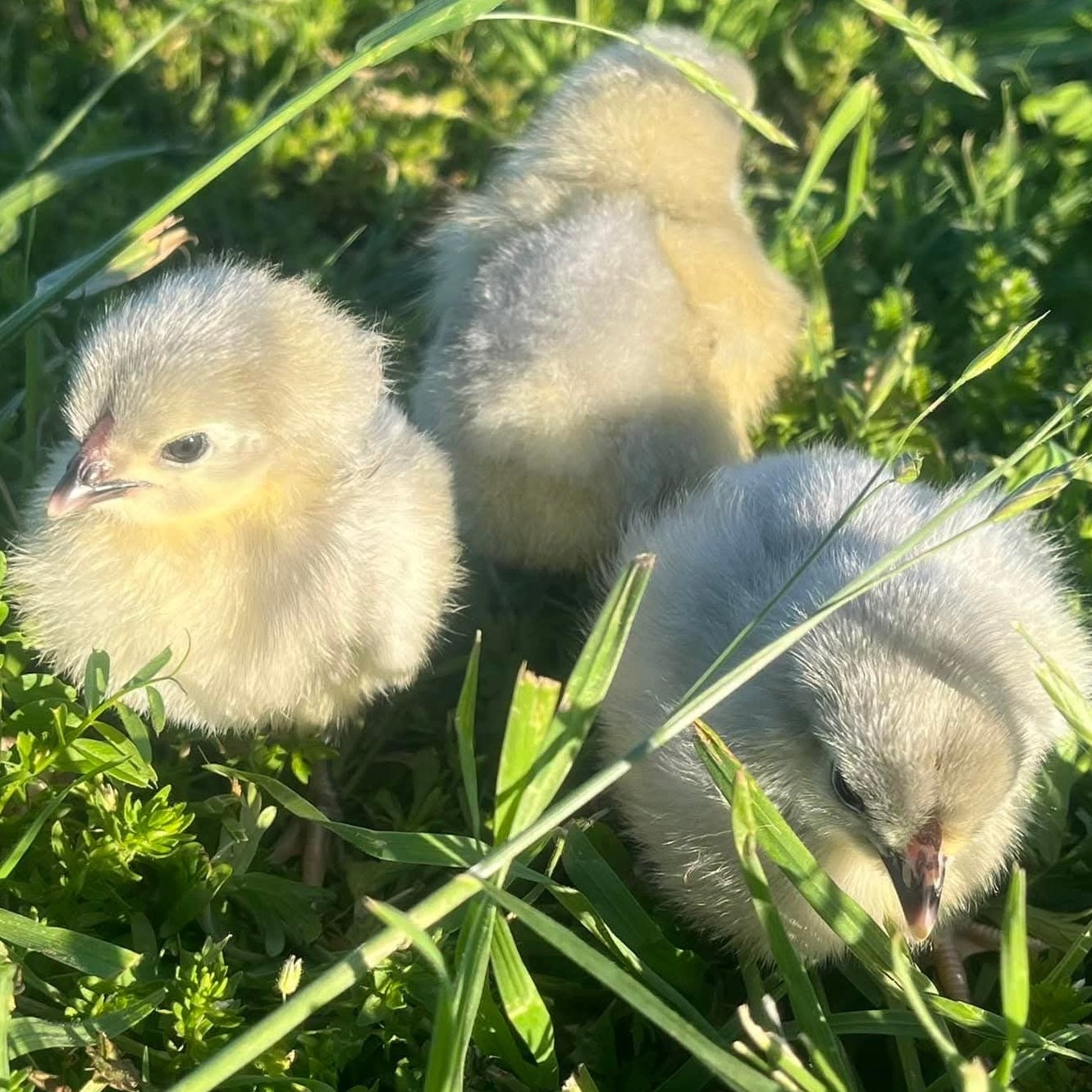 Lavender Orpington Pullets * PREORDER* Day Old | Barefoot Acres